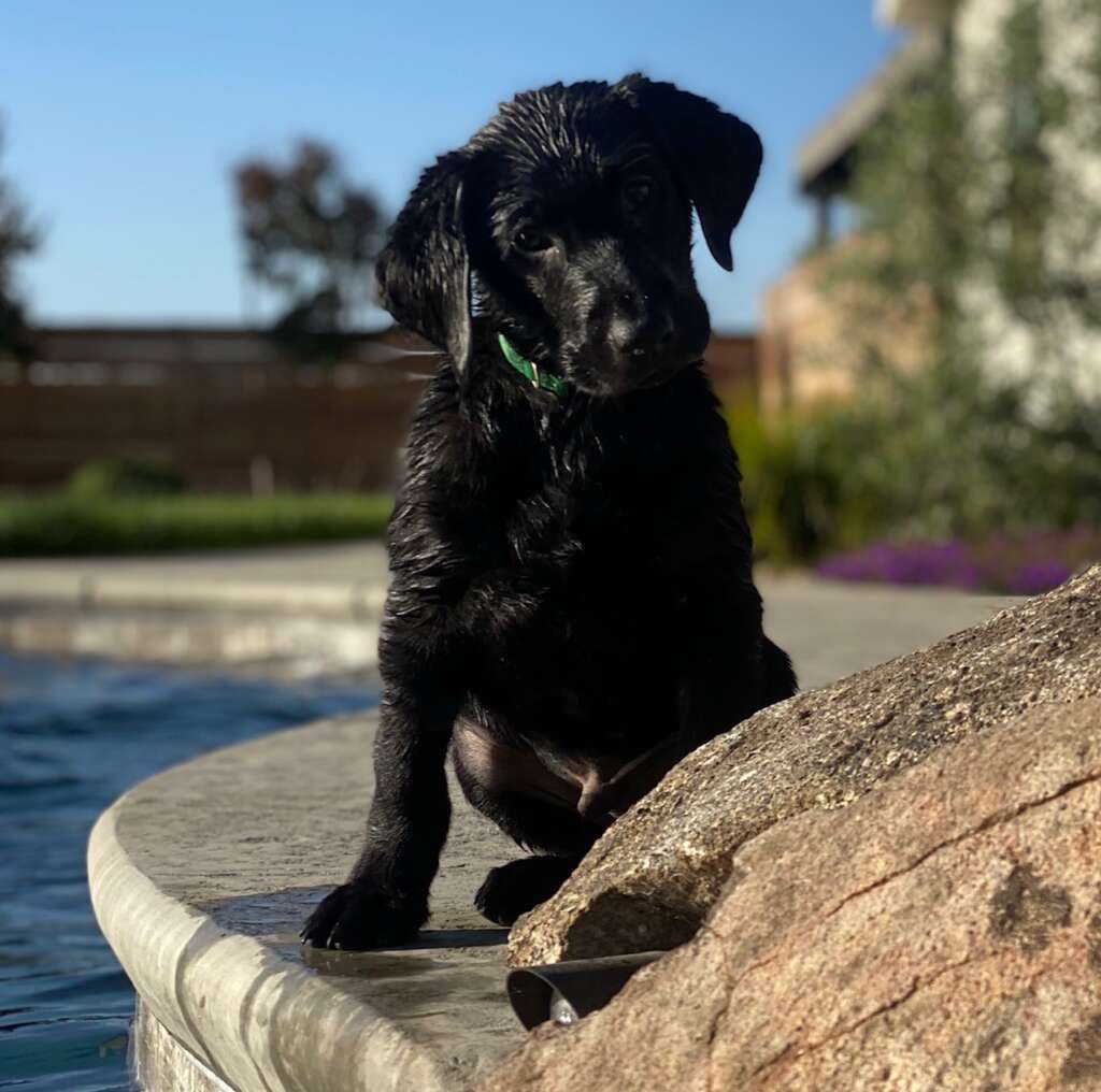 Puppies Success – Rocha Retrievers Elite Dog Training – Turlock, California